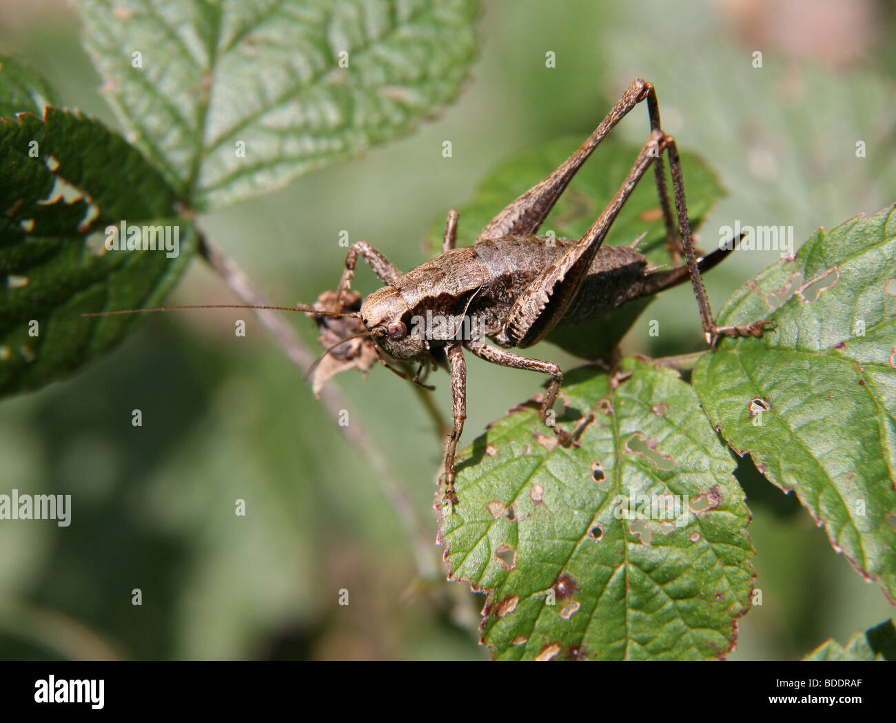 Grasshopper on plant in summer sun. Germany Stock Photo - Alamy