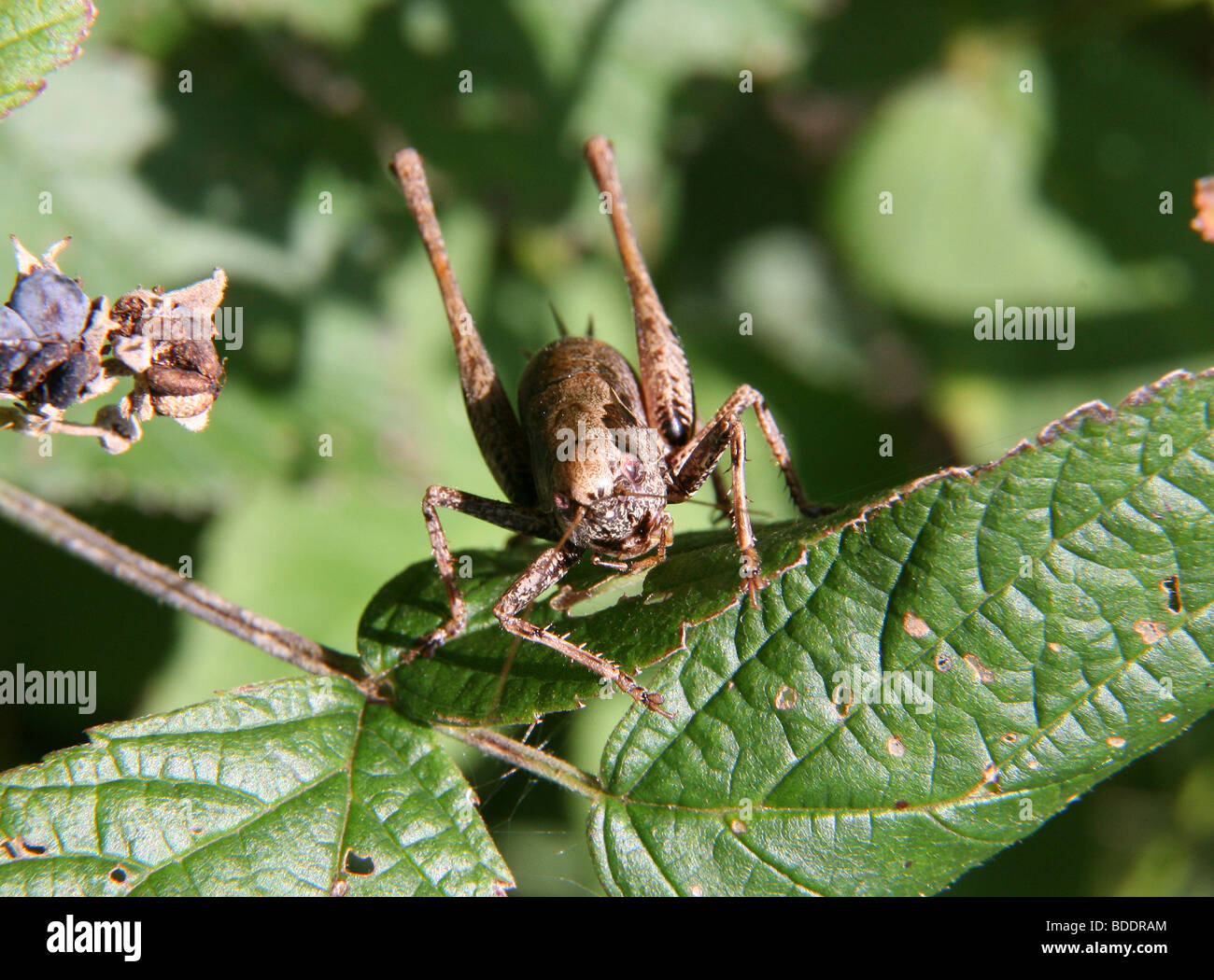 Grasshopper on plant in summer sun. Germany Stock Photo - Alamy
