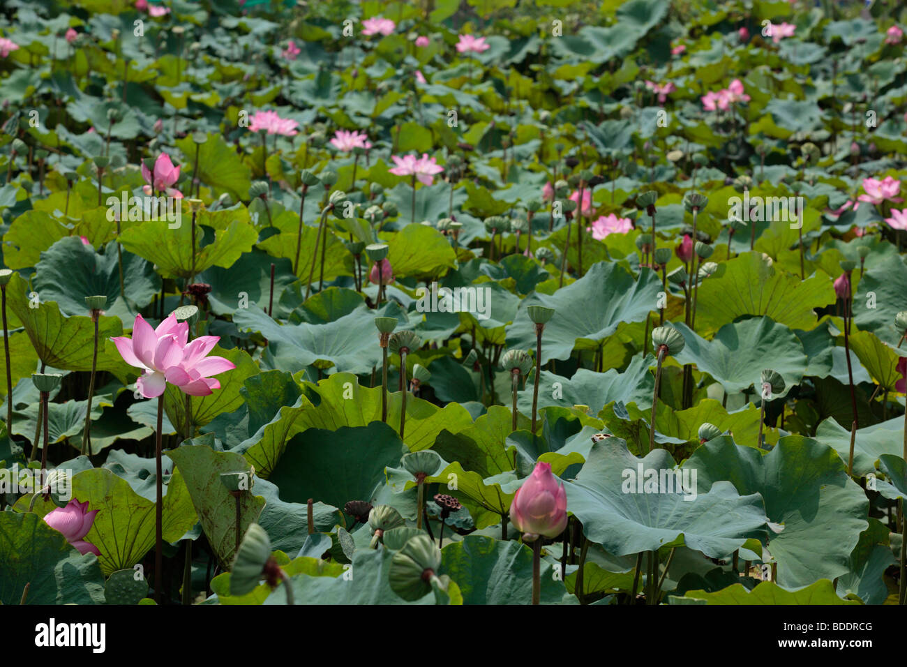 Pink lotuses are blooming in summer Stock Photo - Alamy