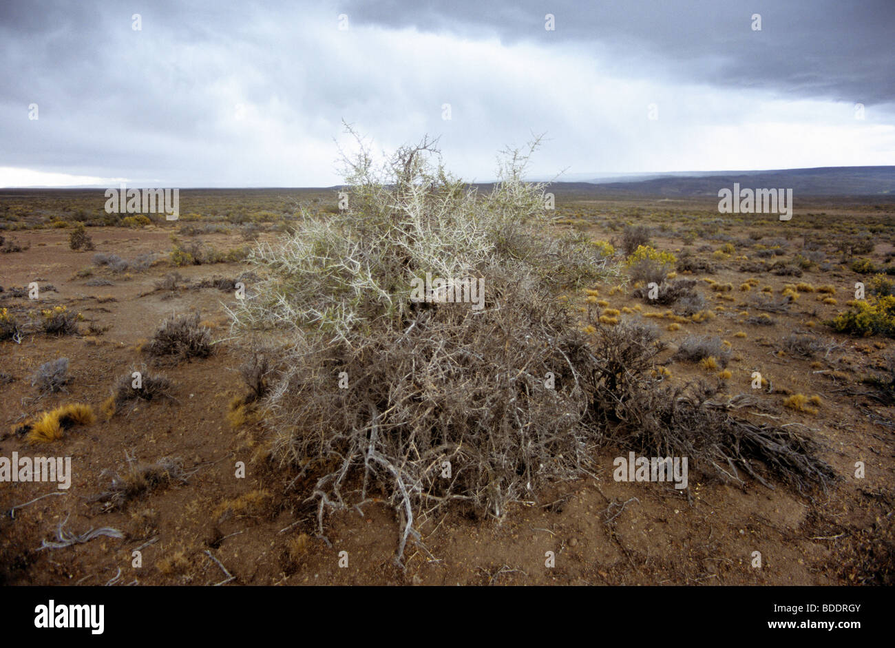 Thorny bush and approaching storm clouds on the central patagonian ...
