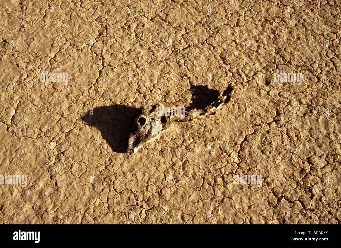 The skull and vertebra of a dead Guanaco on a dry mud flat in Chubut ...