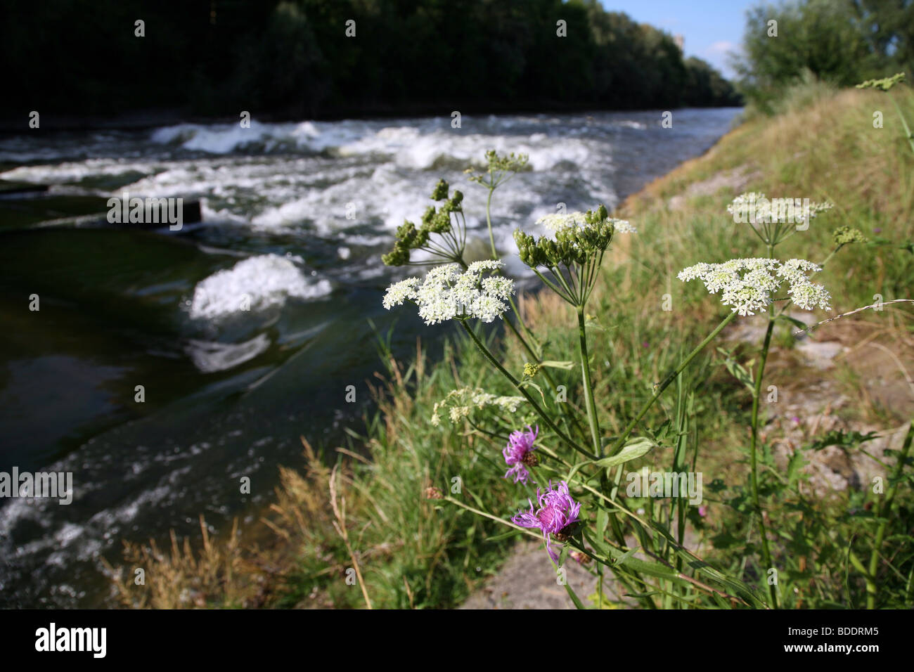 The Isar river, flowing through Munich, Germany Stock Photo - Alamy