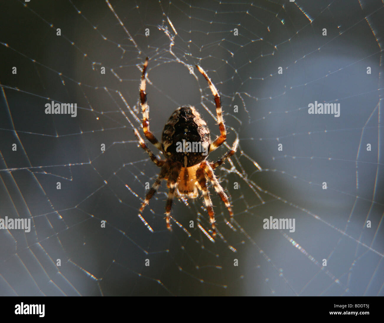 Cross spider. Bavaria, Germany Stock Photo - Alamy