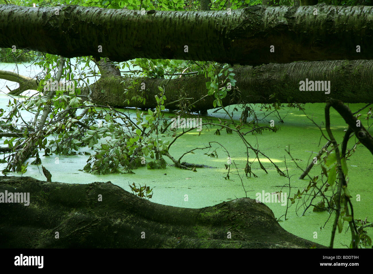 R gen beech forest hi-res stock photography and images - Alamy