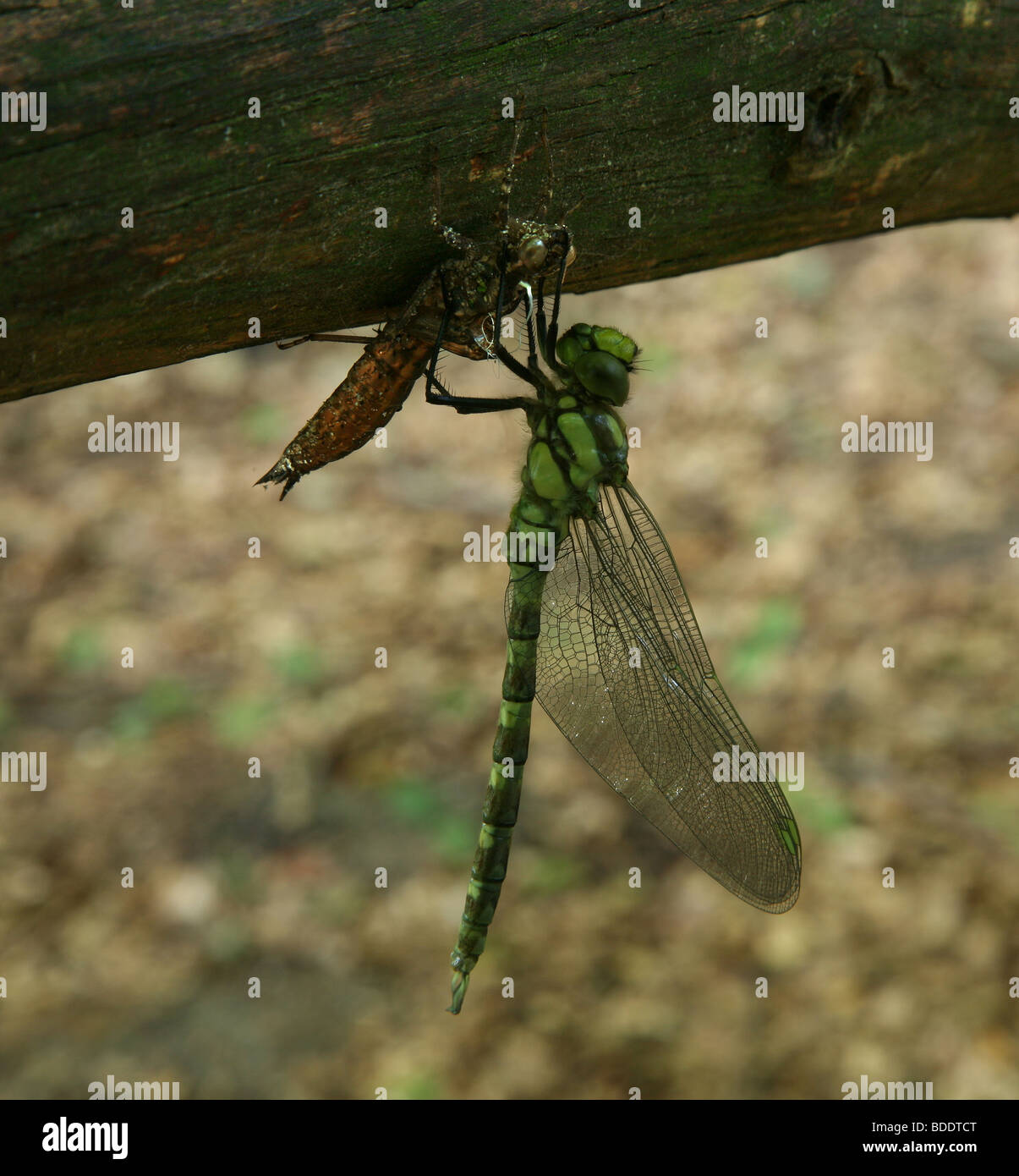 Dragonfly larva hi-res stock photography and images - Alamy