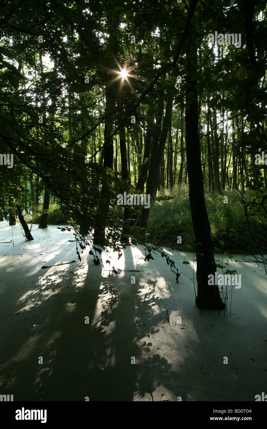 R gen beech forest hi-res stock photography and images - Alamy