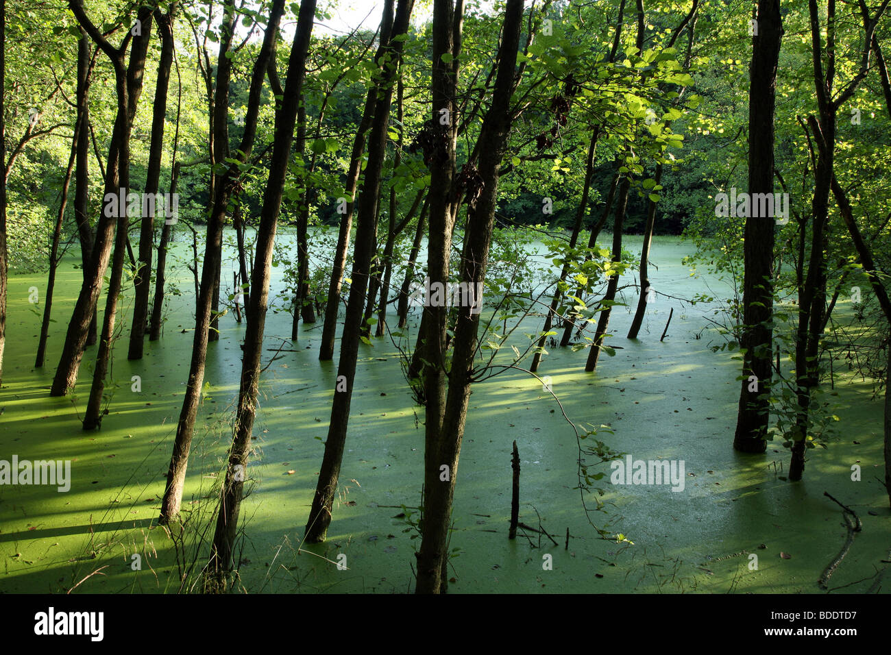 R gen beech forest hi-res stock photography and images - Alamy