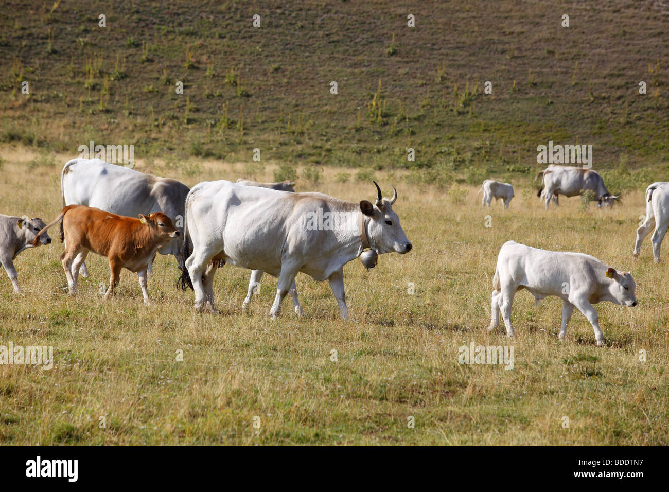 Cattle roaming on Campo Imperatore in the Gran Sasso D'italia National ...