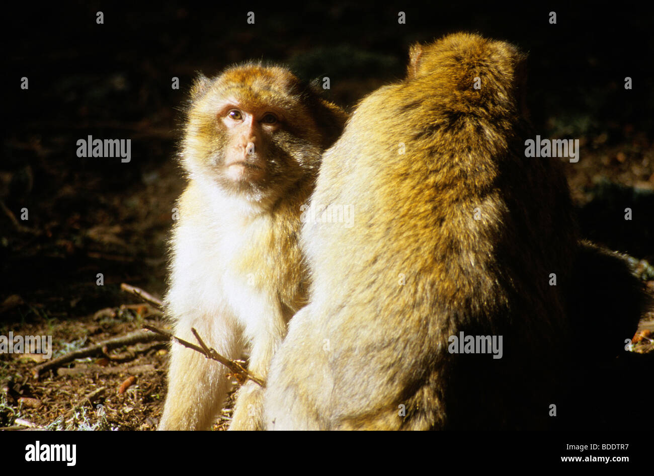 barbary macaques in the ancient cedar forests of the northern slopes of ...