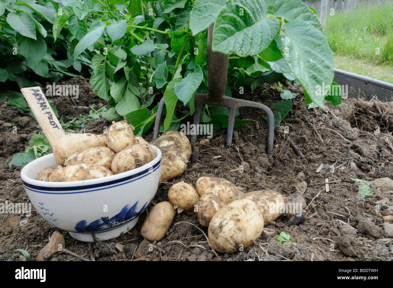 First early new potatoes, 'Arran Pilot', freshly dug, tubers in china ...