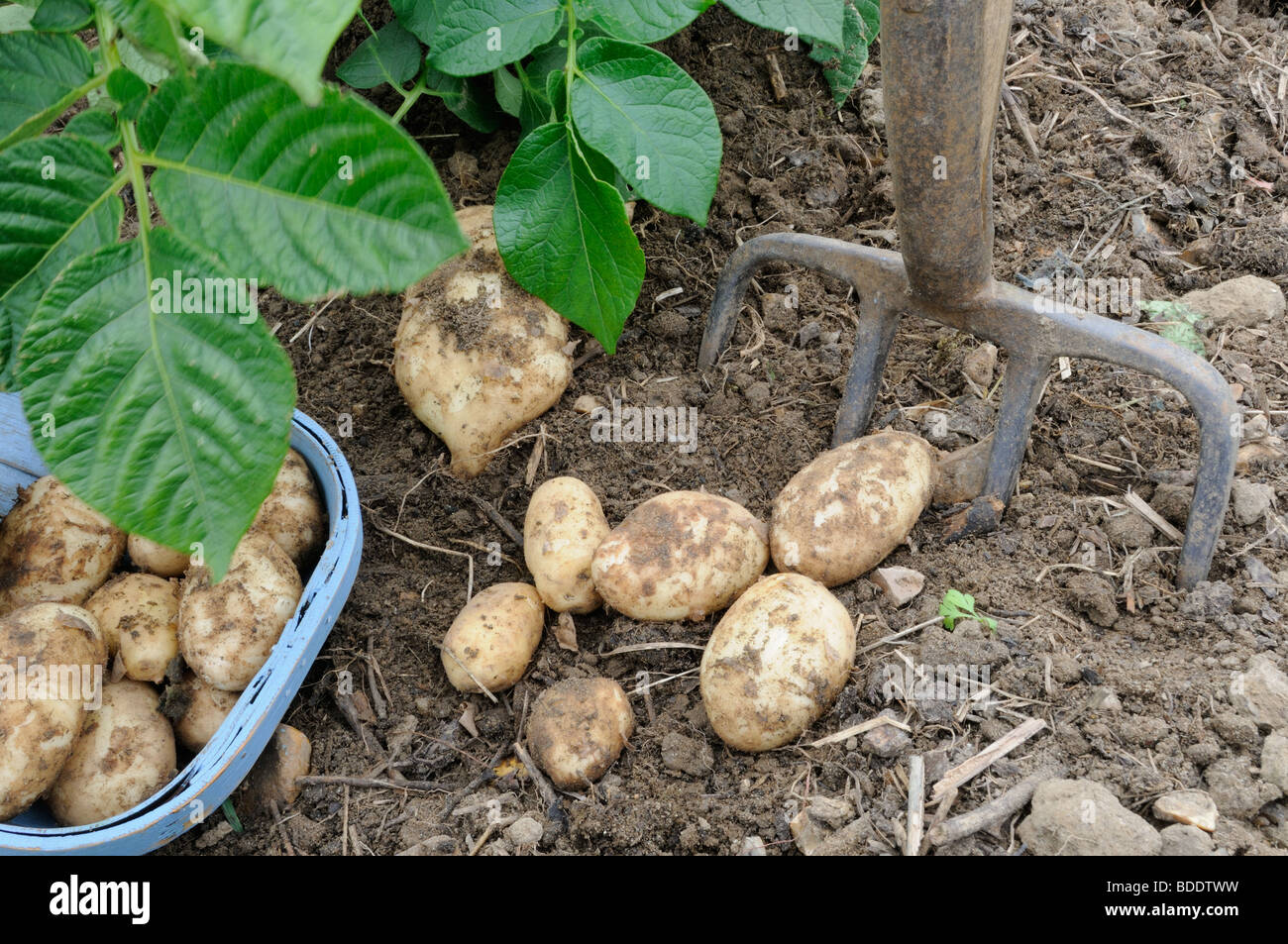 First early new potatoes, 'Arran Pilot', freshly dug, tubers in blue ...