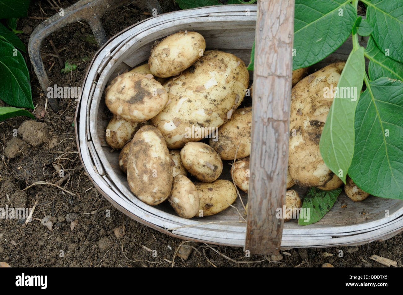 First early new potatoes, 'Arran Pilot', freshly dug, tubers in wooden ...