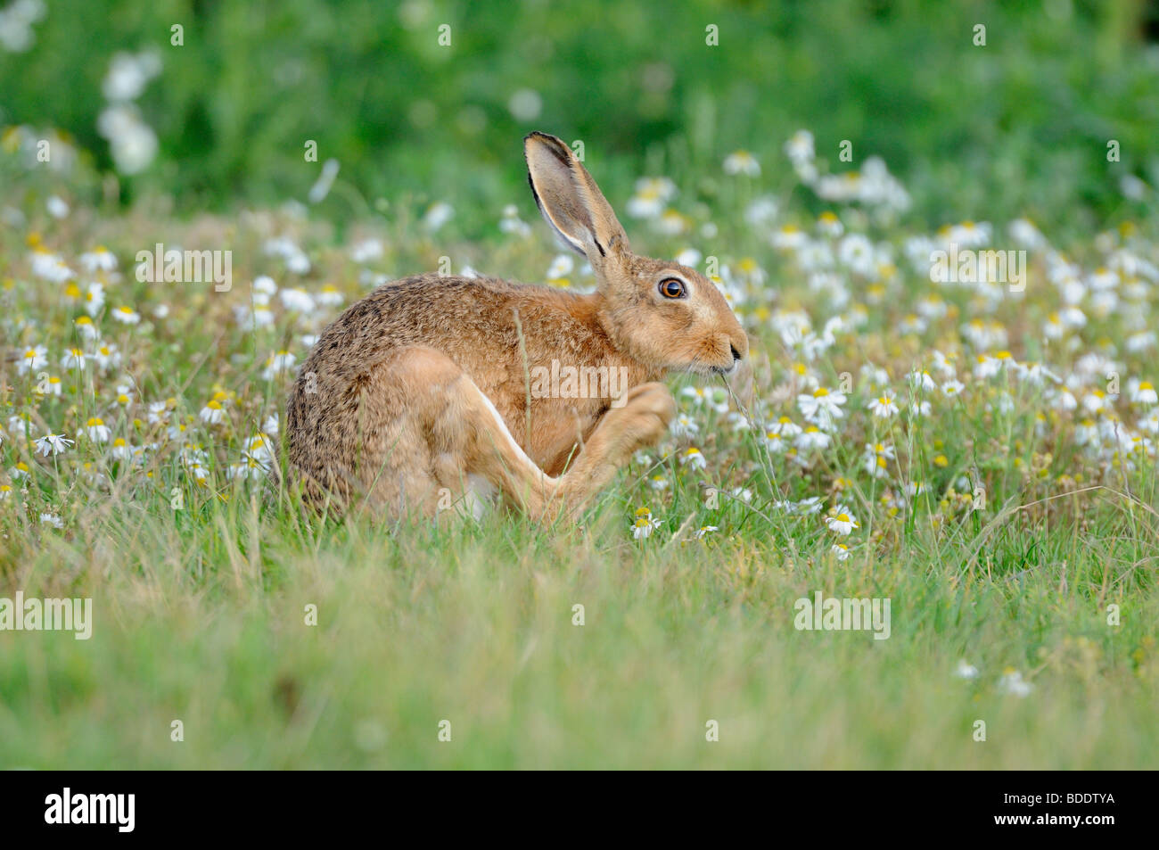 Brown hare england hi-res stock photography and images - Alamy