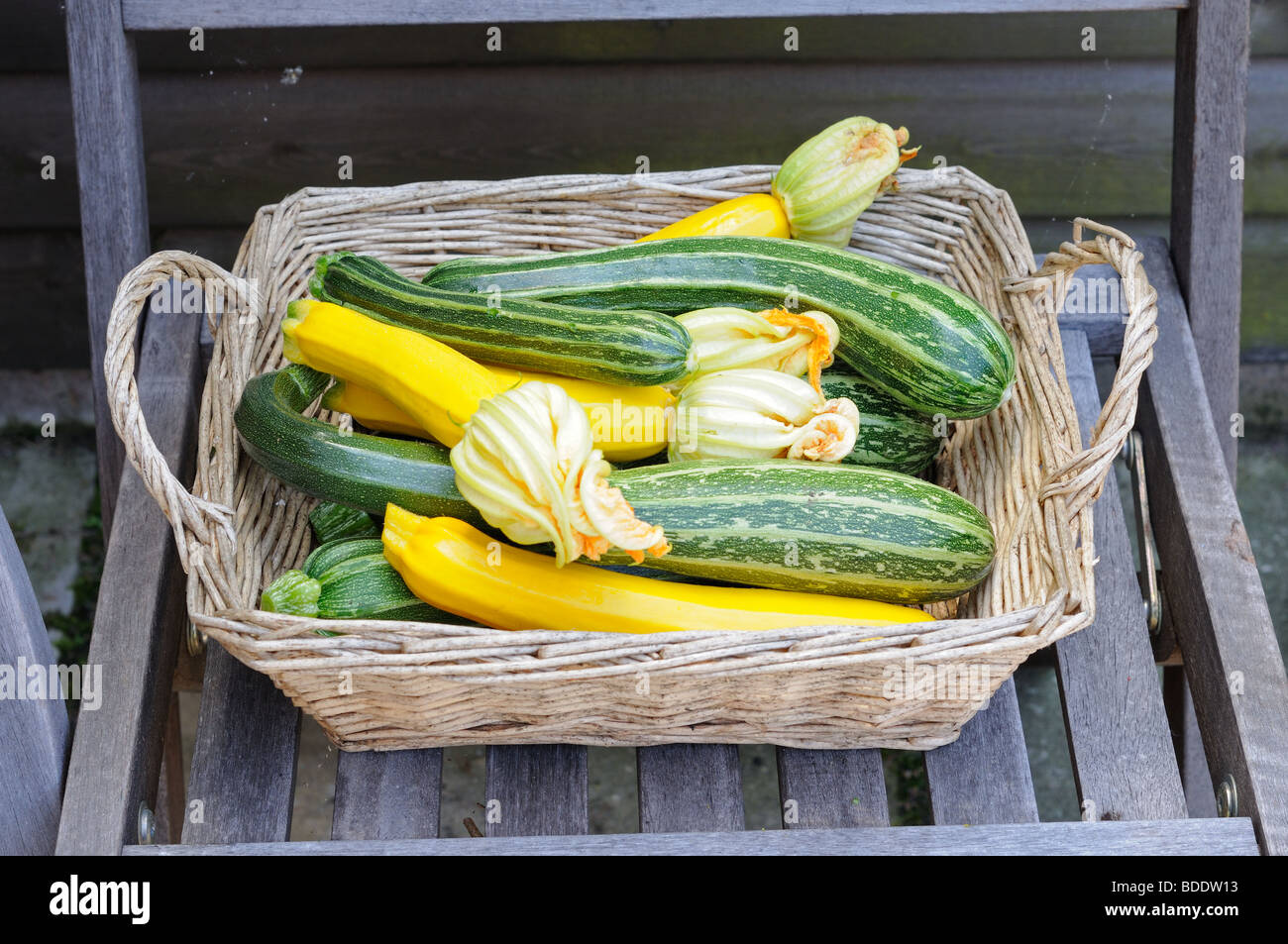 Home grown courgettes, various varieties and sizes in rustic basket ...