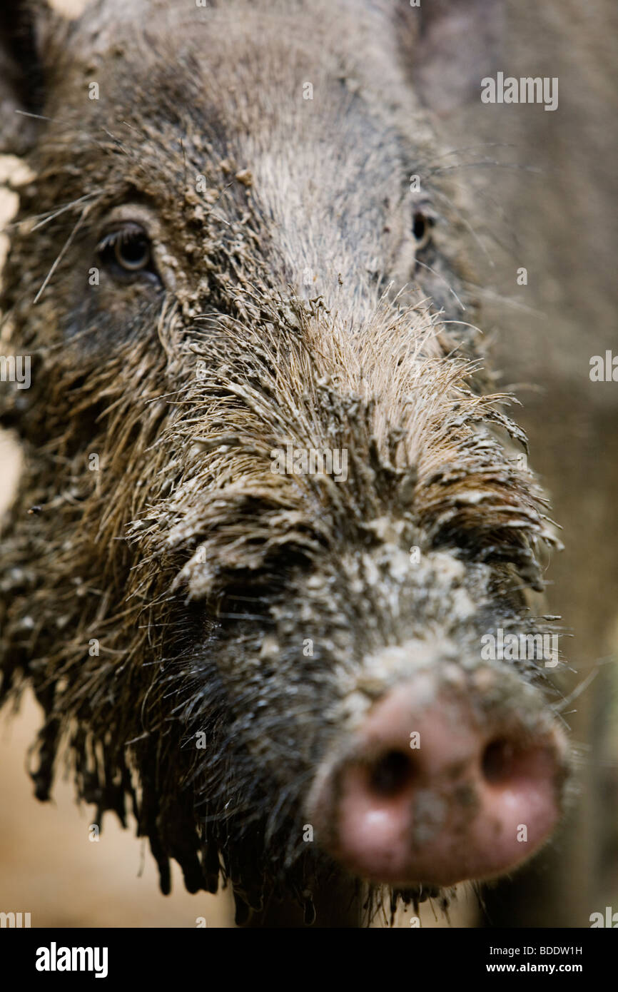 Jungle pig hi-res stock photography and images - Alamy