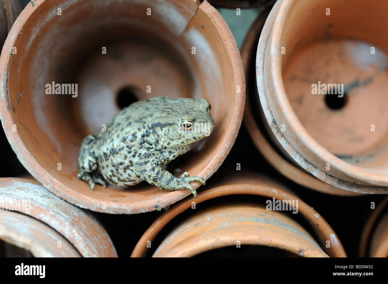Beneficial garden wildlife, Common toad, (bufo bufo) predator of slugs ...