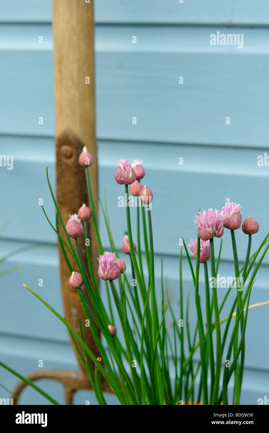 Garden still life, pot grown chives against blue garden shed with ...