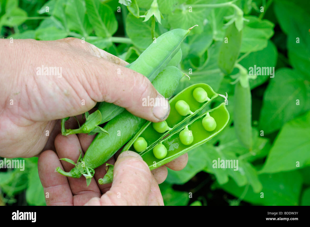 Early onward pea hi-res stock photography and images - Alamy