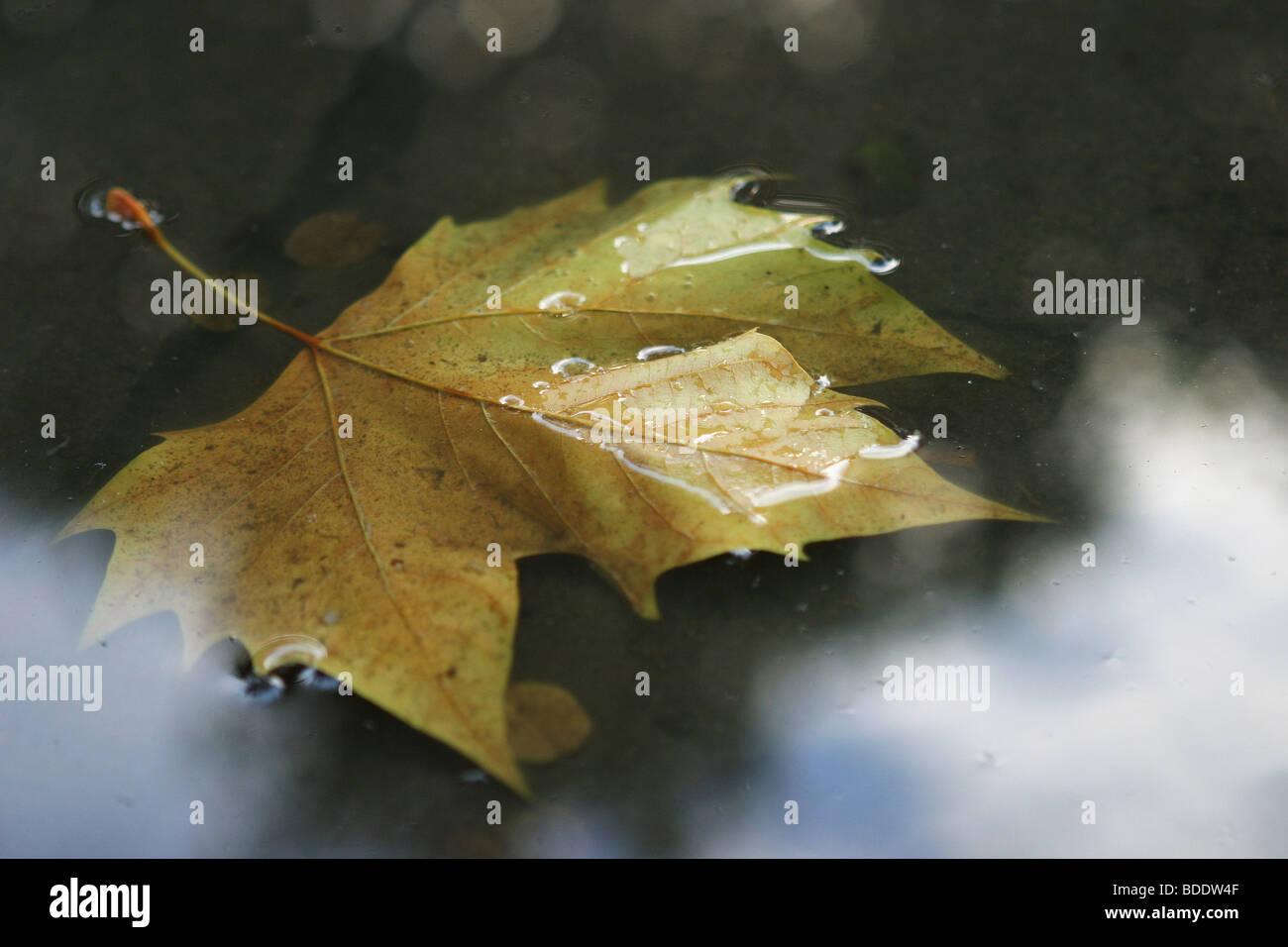 A leaf floating on water Stock Photo - Alamy