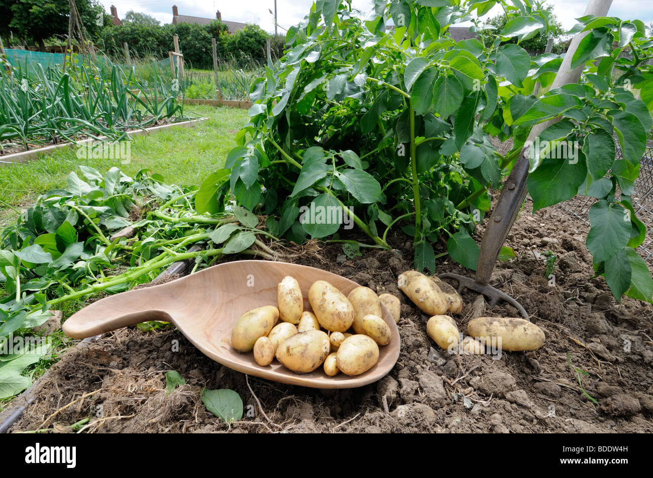 Waxy potatoes hi-res stock photography and images - Alamy