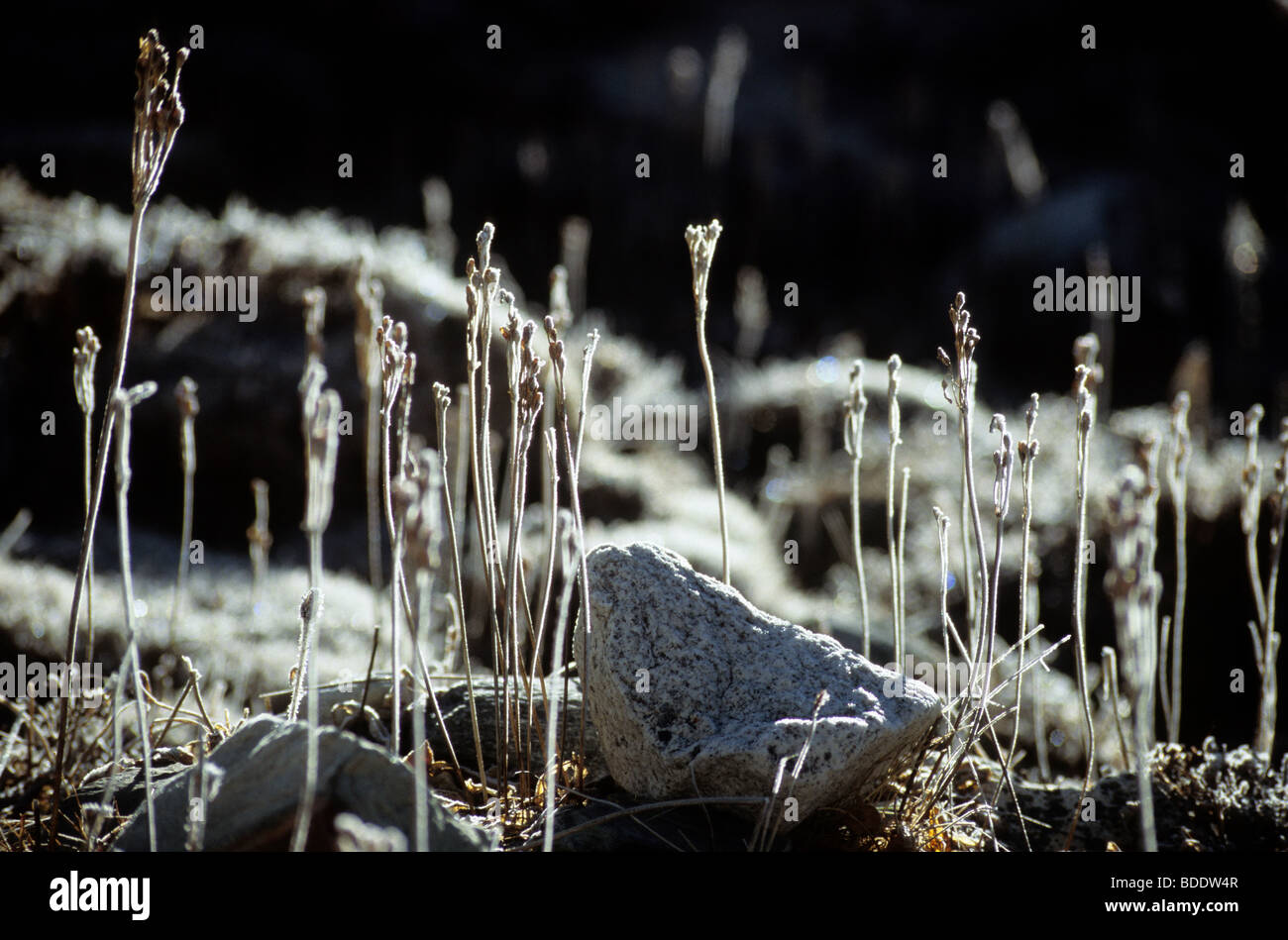 Frost coated Himalayan grasses in the early morning sun. Gokyo valley ...