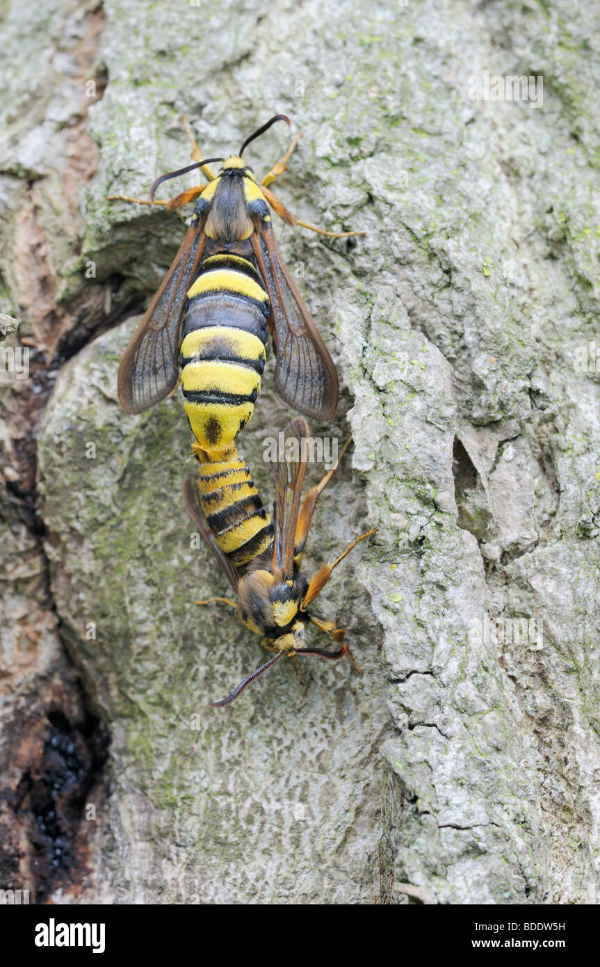Moth, Hornet clearwing, (sesia apiformis) pair mating on Poplar trunk ...