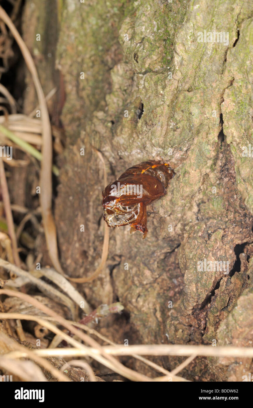 Moth, Hornet clearwing, (sesia apiformis) male crawling up Poplar trunk ...