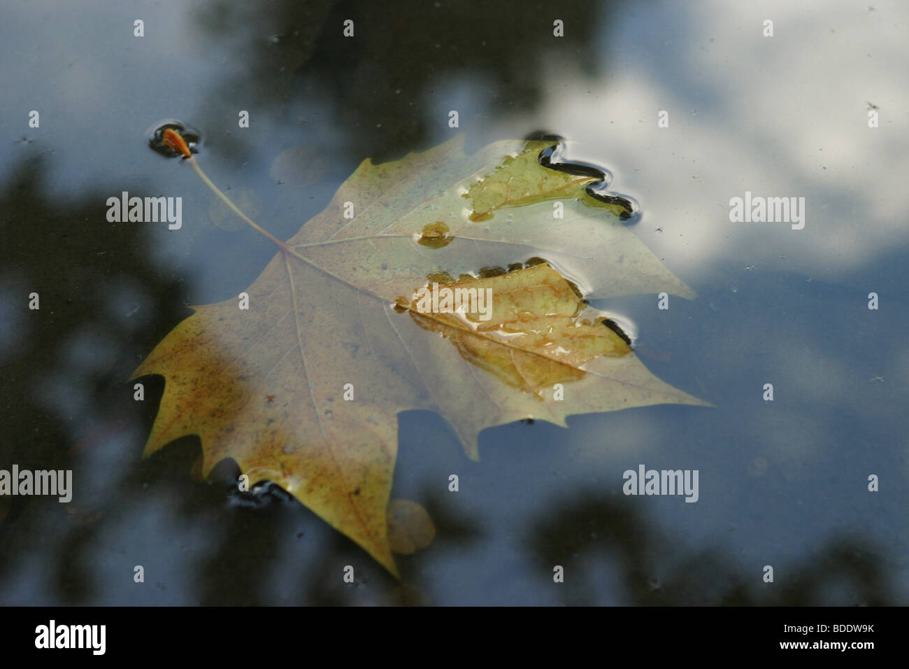 A leaf floating on water Stock Photo - Alamy