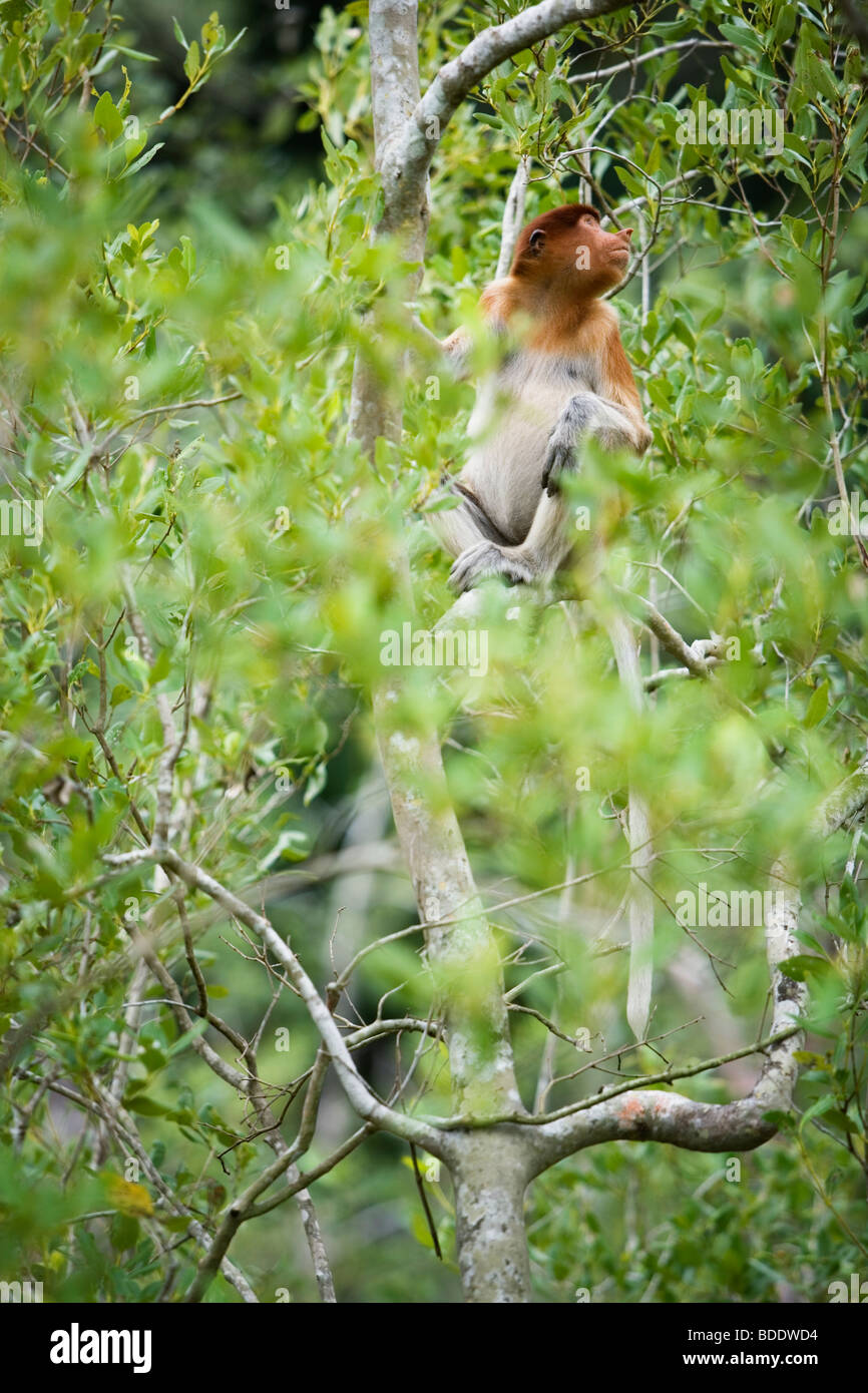 Proboscis monkey eating mangrove leafs at Bako National Park, Sarawak ...