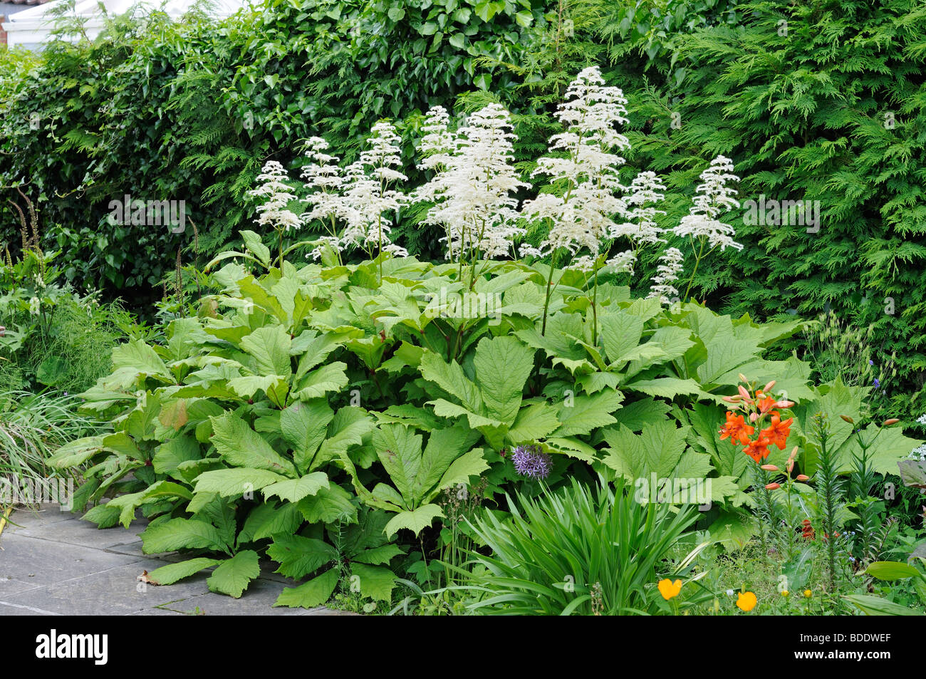 Rodgersia podophylla hi-res stock photography and images - Alamy