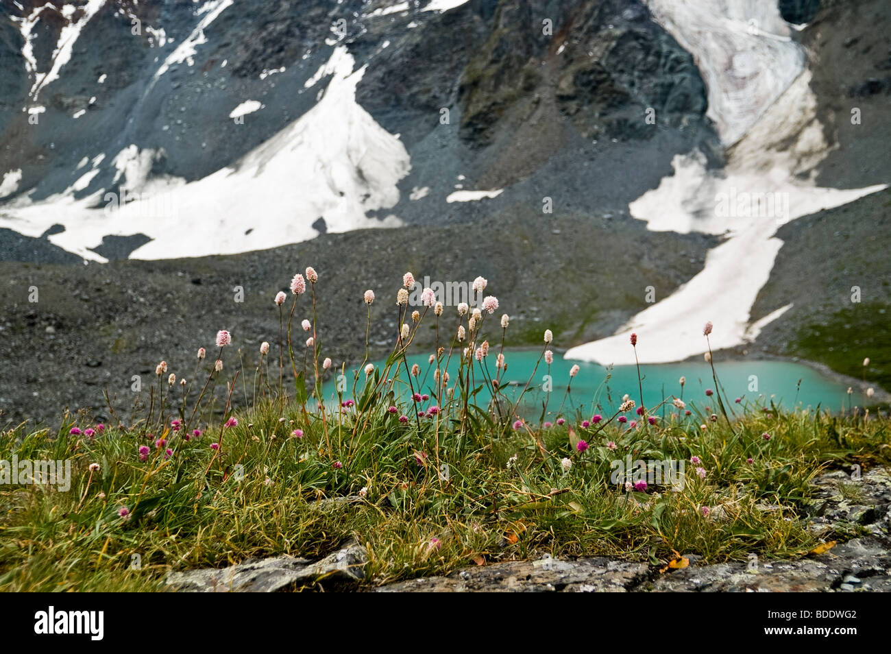 Wild flowers of Common Bistort (Persicaria bistorta) in the Valley of ...