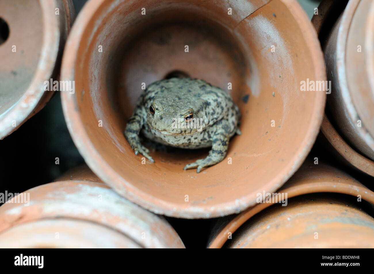 Beneficial garden wildlife, Common toad, (bufo bufo) predator of slugs ...