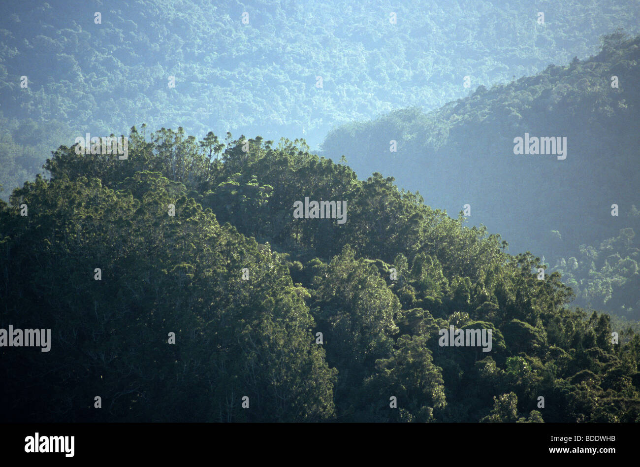 Kauri forest on the Northland Peninsula of New Zealands North Island ...