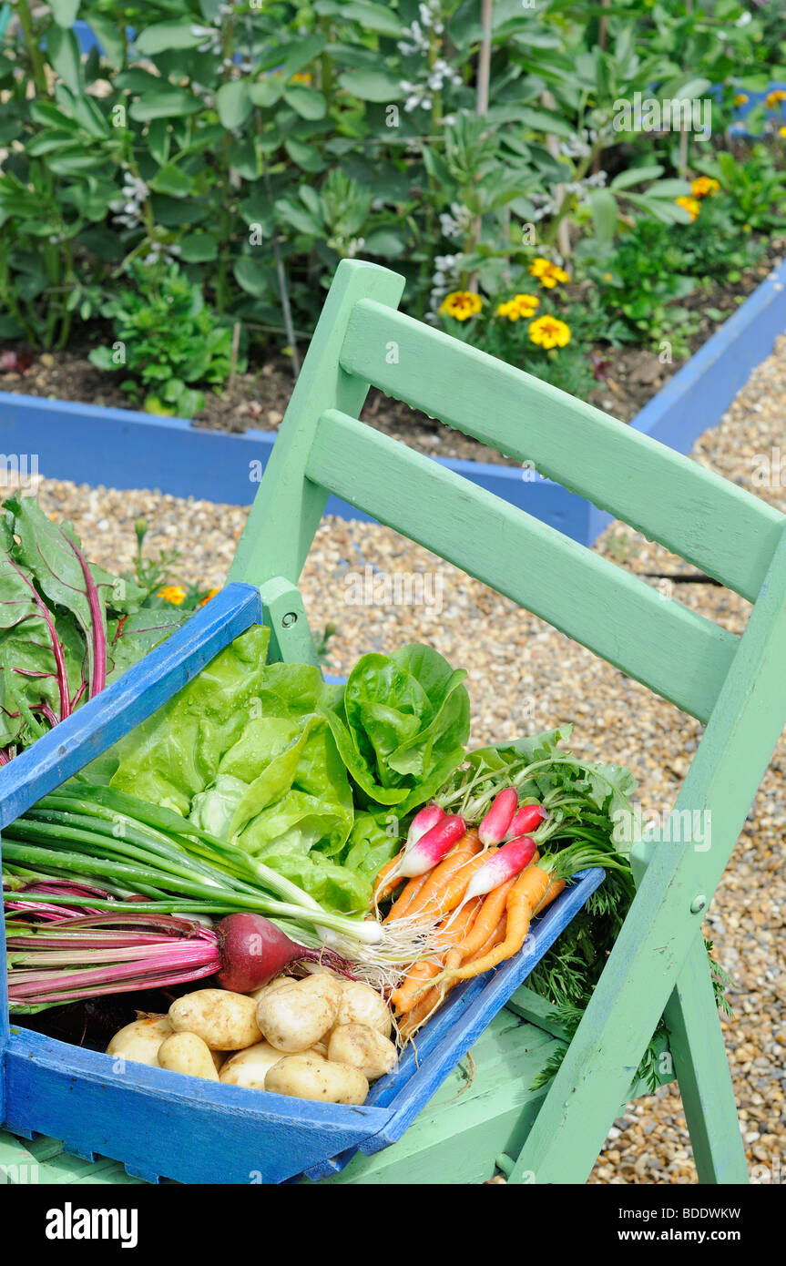 Home grown early summer vegetables Stock Photo - Alamy