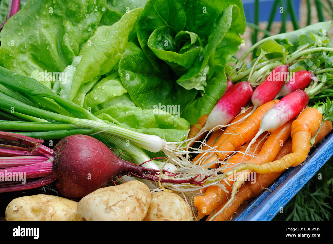 Home grown early summer vegetables Stock Photo - Alamy