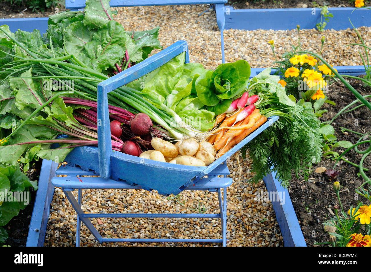 Home grown early summer vegetables Stock Photo - Alamy