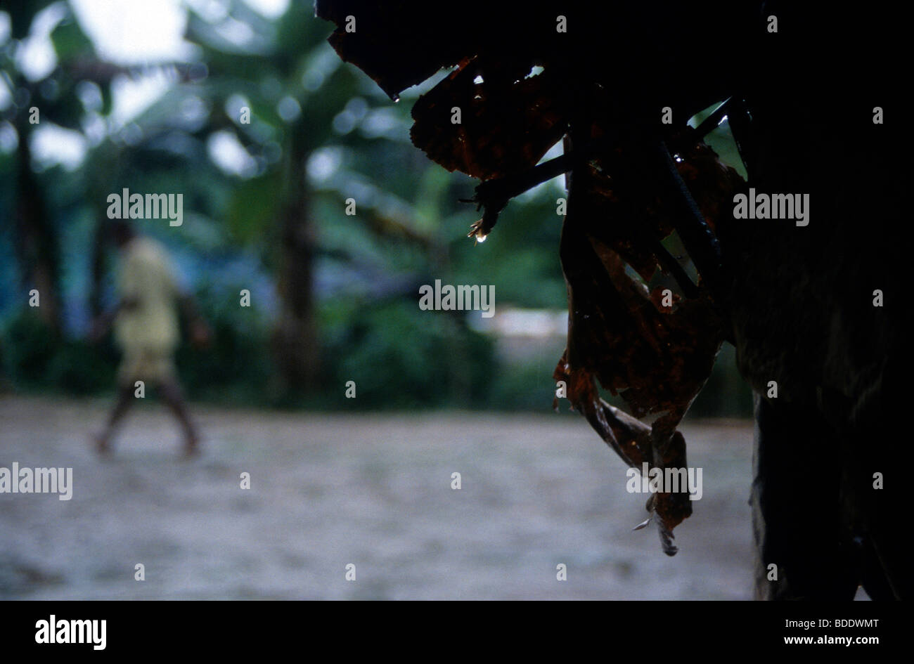 Rainforest raining downpour rain hi-res stock photography and images ...