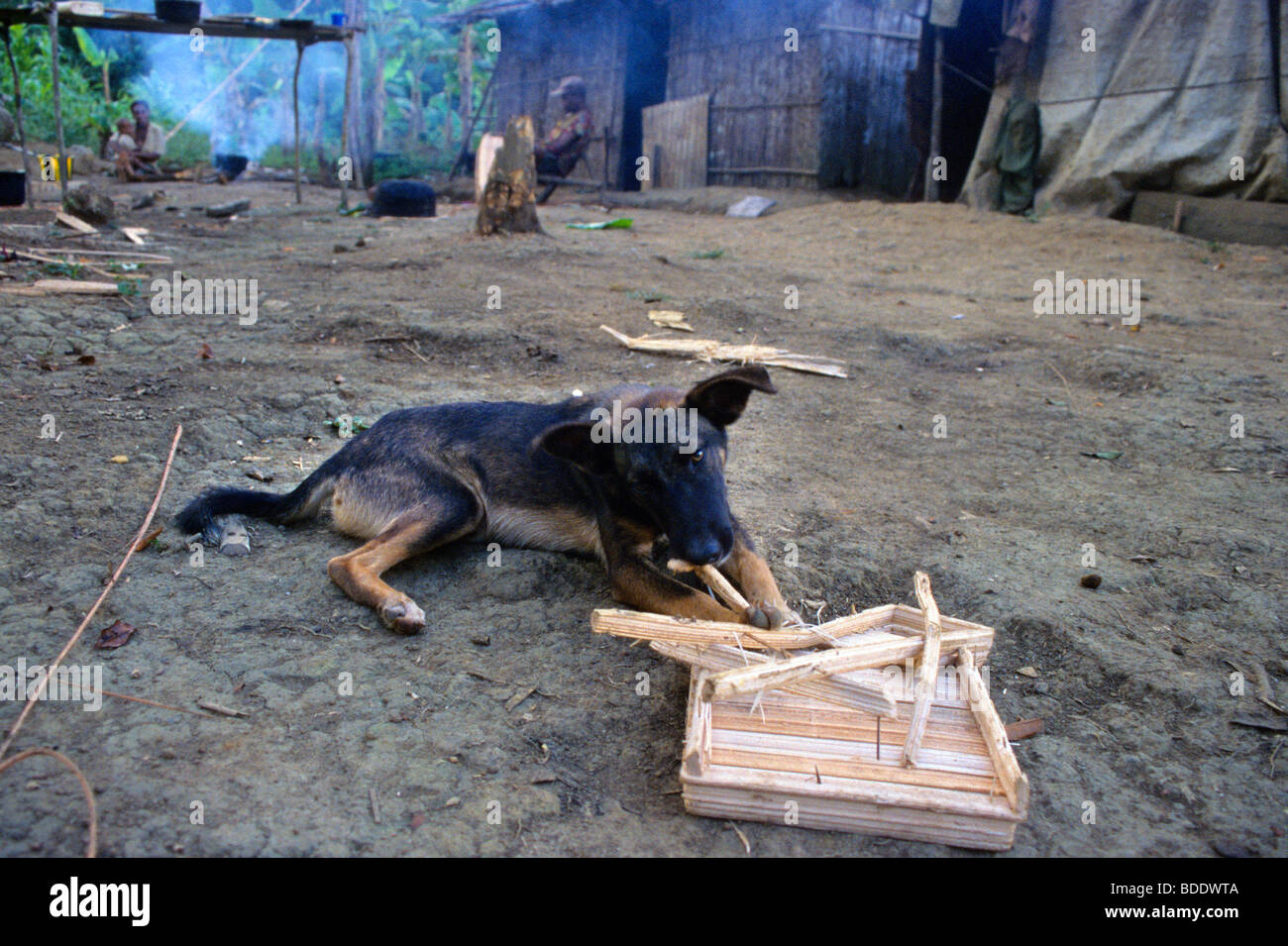 African village dog hi-res stock photography and images - Alamy