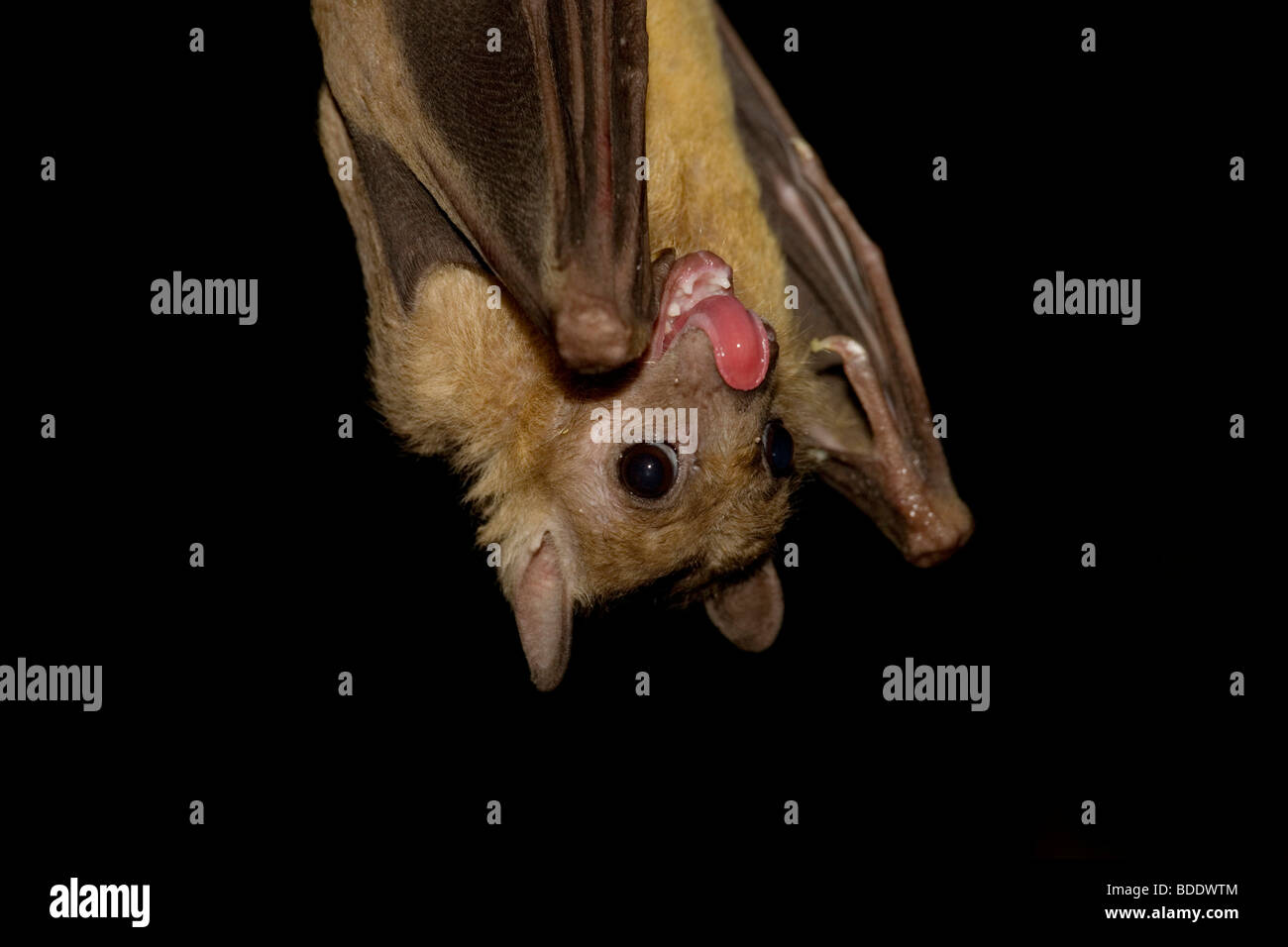 Fruit bat face hi-res stock photography and images - Alamy