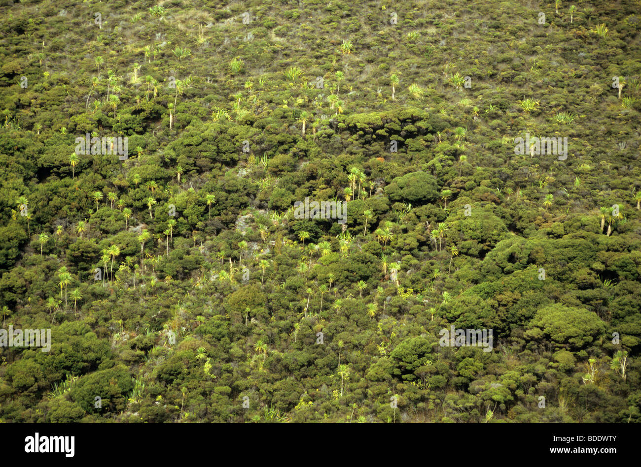 Cabbage trees on hillside. Cape Reinga, New Zealand Stock Photo - Alamy