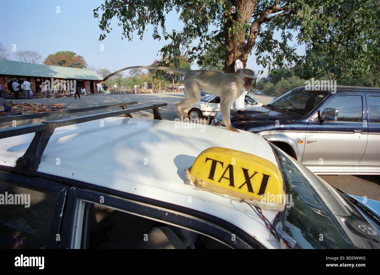 Monkey on a taxi. Victoria Falls park, Zambia Stock Photo - Alamy