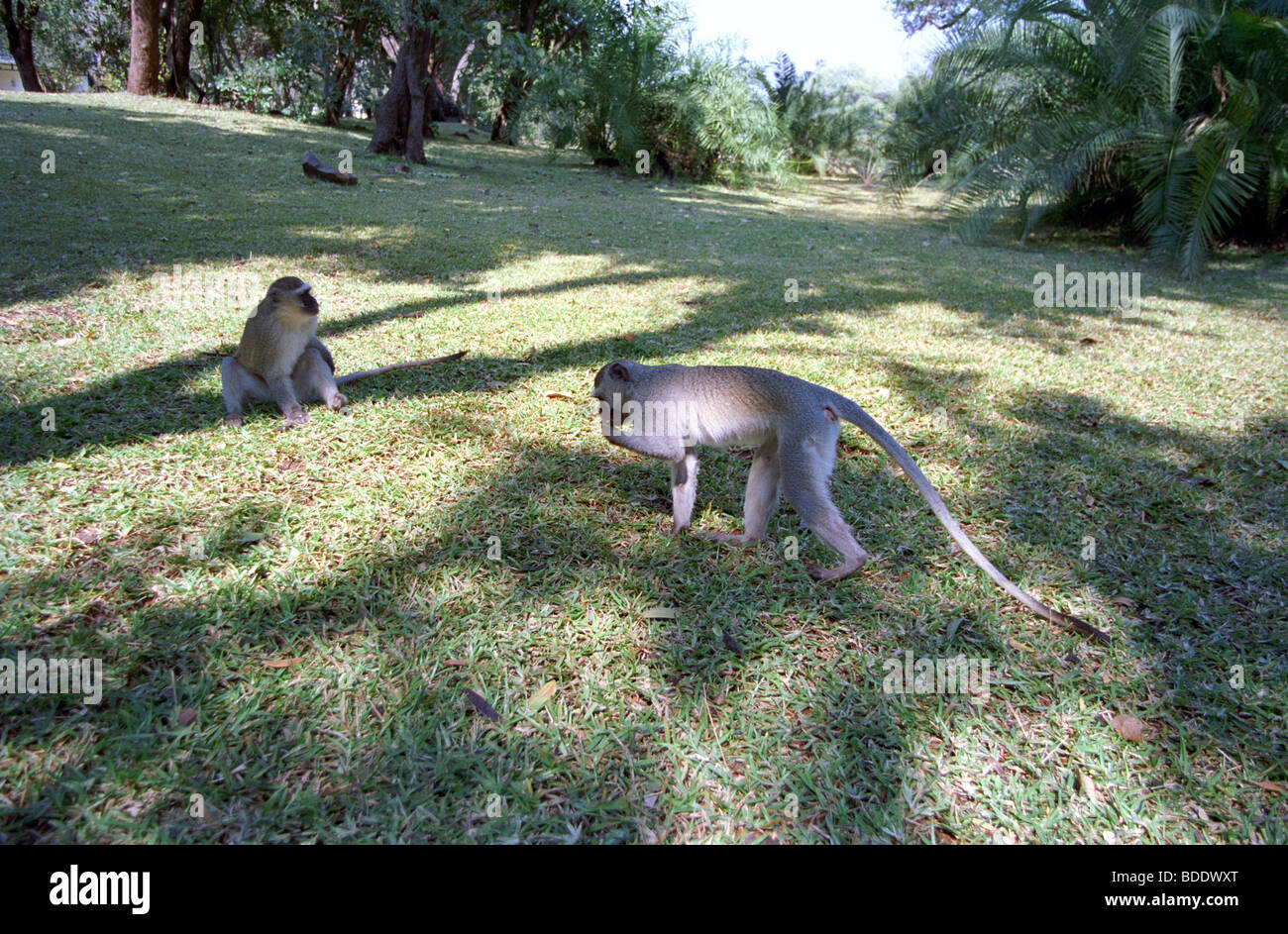Monkeys on lawn, Zambia Stock Photo - Alamy