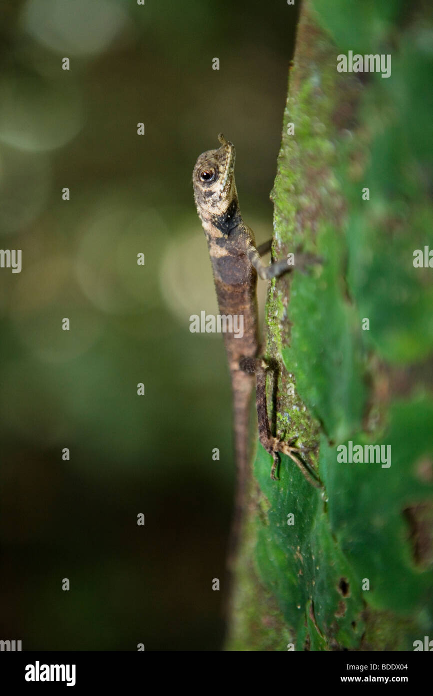Rainforest lizard hi-res stock photography and images - Alamy