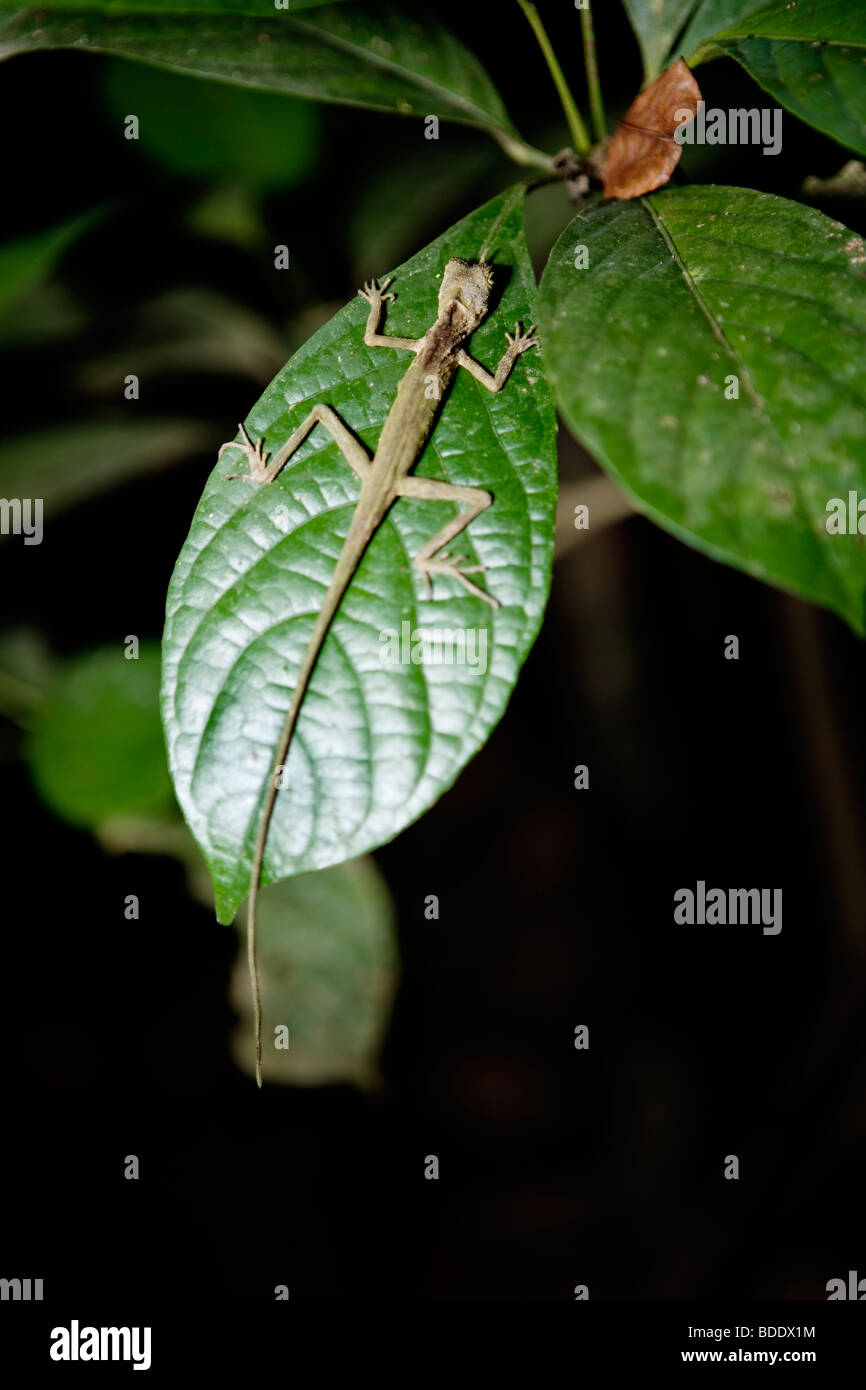 A lizard on a tree leaf in rainforest in Borneo, Malaysia Stock Photo ...
