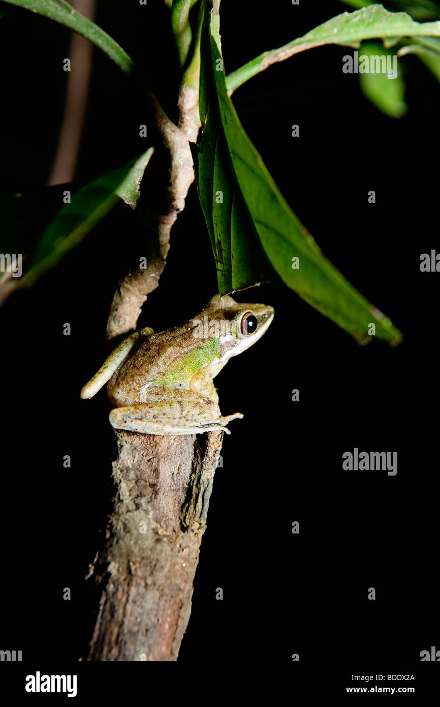 Borneo rainforest frog hi-res stock photography and images - Alamy