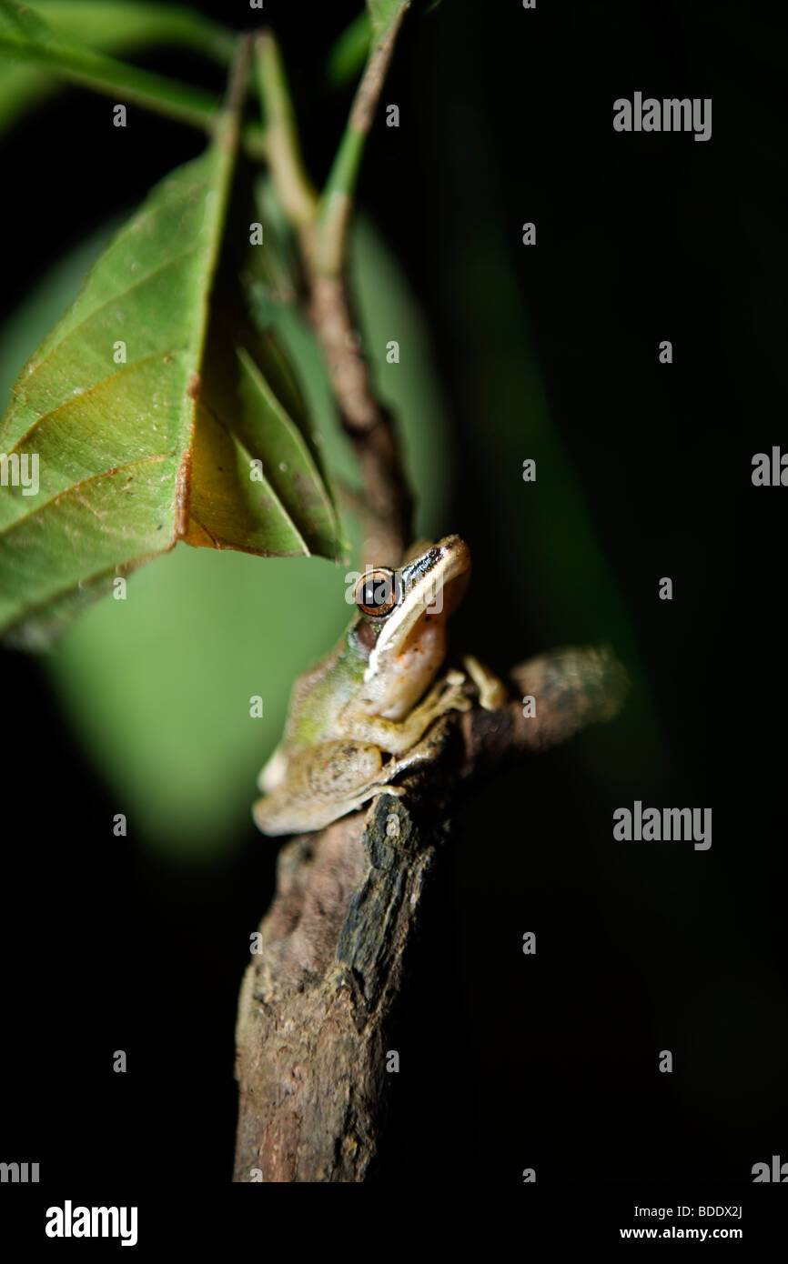 Borneo rainforest frog hi-res stock photography and images - Alamy