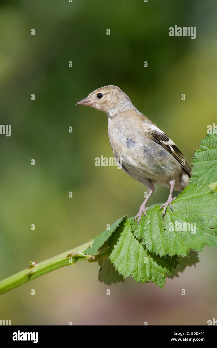 Juvenile chaffinch hi-res stock photography and images - Alamy
