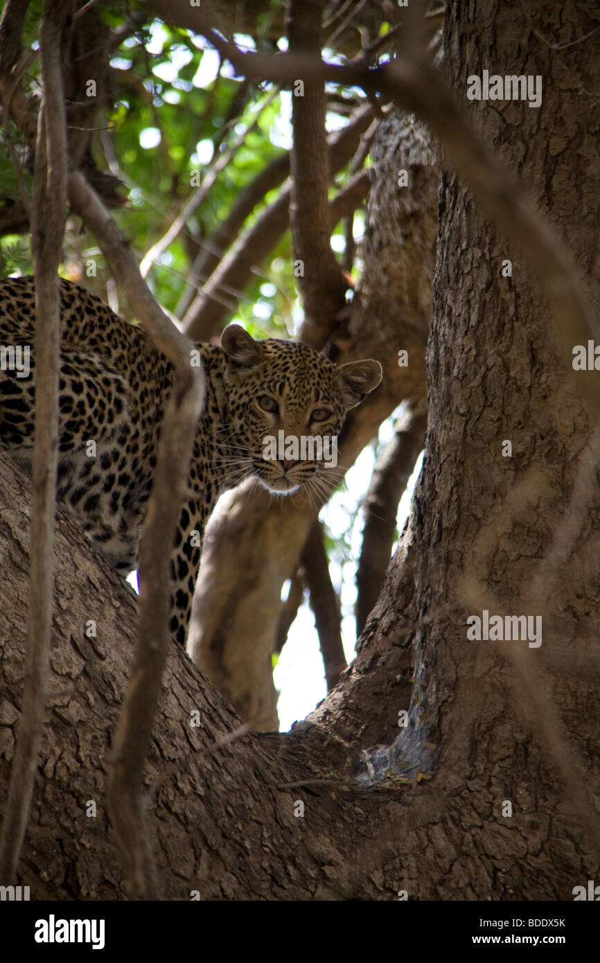 Tafika camp south luangwa national park j hi-res stock photography and ...