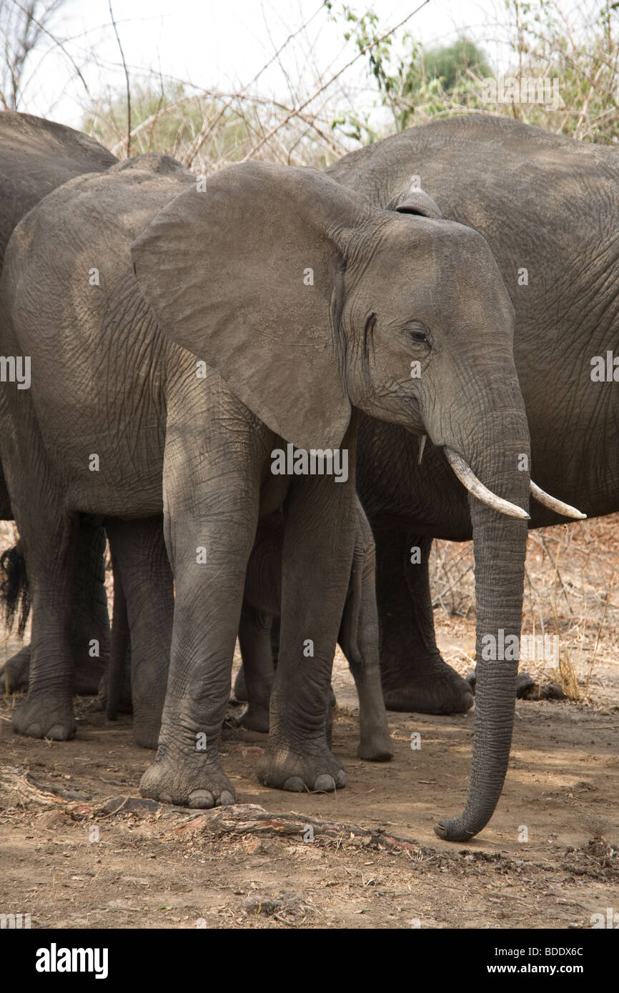 Zambia, Tafika Camp. Luangwa River, South Luangwa National Park John ...