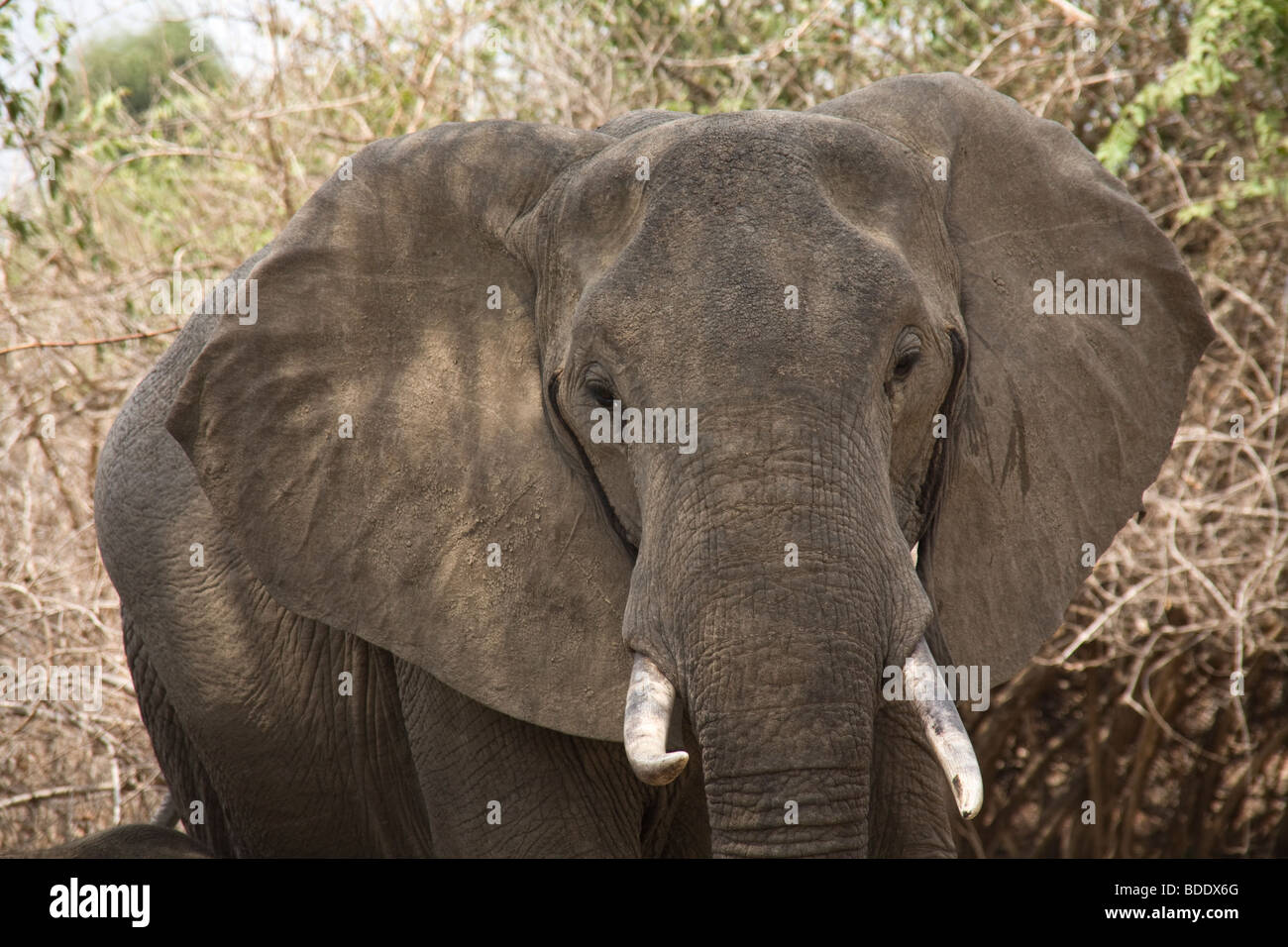 Zambia, Tafika Camp, Luangwa River, South Luangwa National Park John ...
